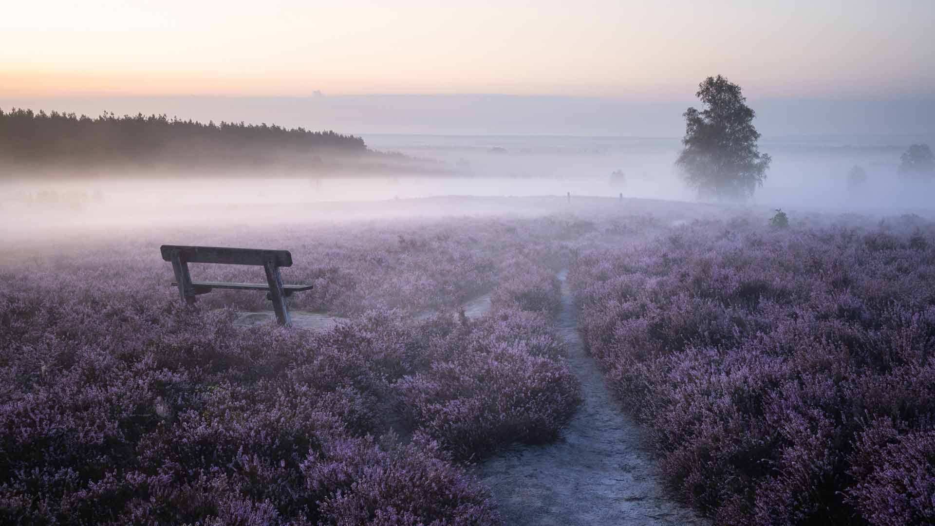 wandelen op de Lüneburger Heide van Hamburg naar Soltau